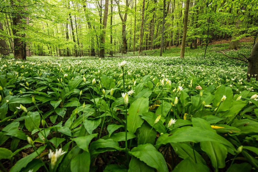 Bärlauch in der Naturheilkunde – Heilpraxis