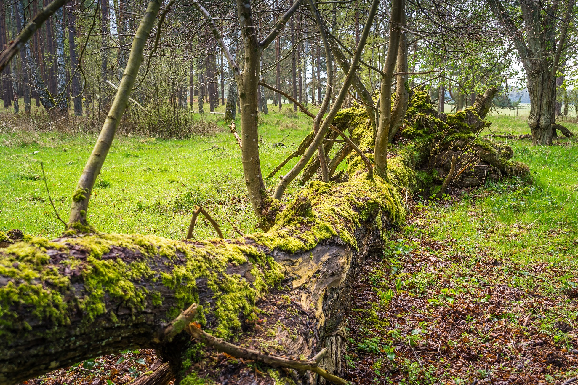 Totholz – Entstehung, Bedeutung und Förderung – Heilpraxis
