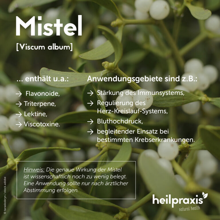 Mistelkraut – Anwendung und Heilwirkung – Heilpraxis