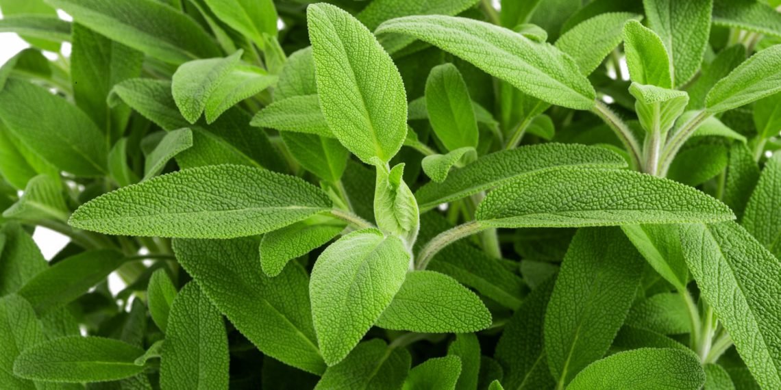 Salbei – Anwendung, Wirkung und Rezepte – Heilpraxis