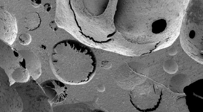 Bildung von Blutzellen: Forscher bilden menschliches Knochenmarkgewebe nach