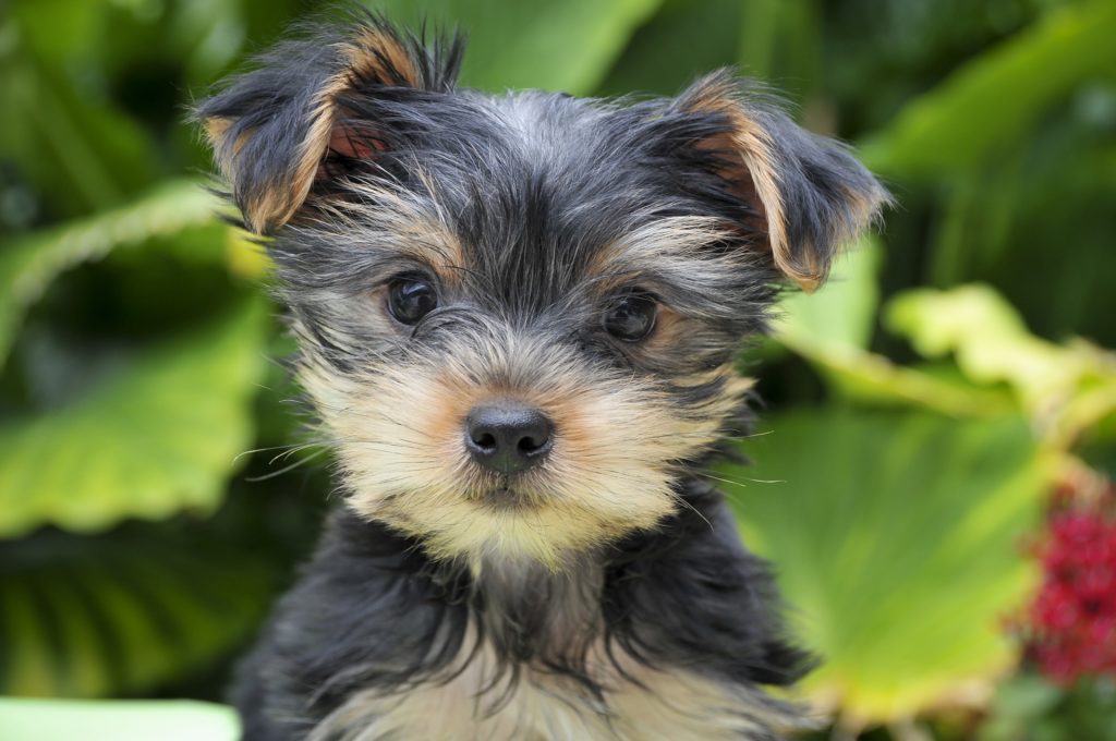 Pet Food Dog Food Recall First Dogs Todesofer Already Announced