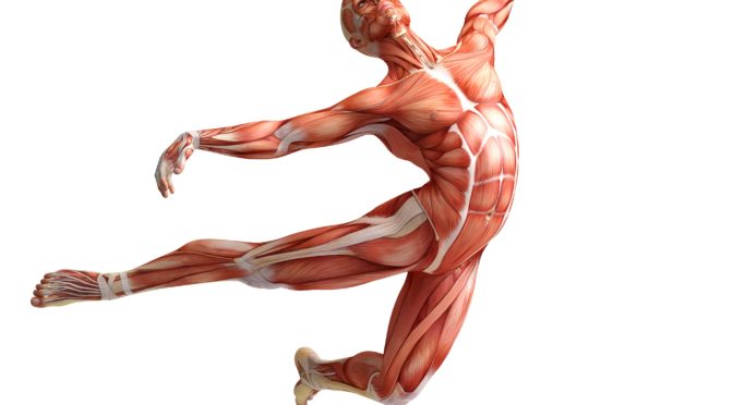 Muskeln Und Knochen Bewegung – Schulterblatt (Scapula): Anatomie ...
