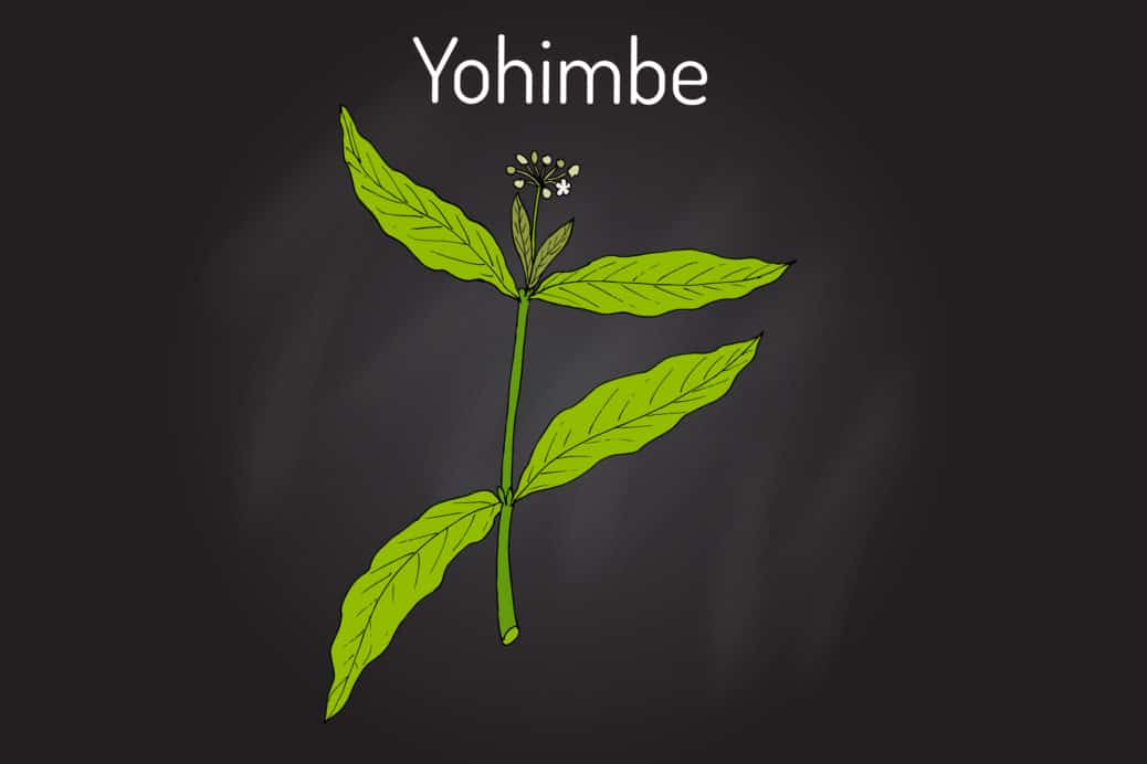 Yohimbe – Wirkung und Anwendung – Heilpraxis