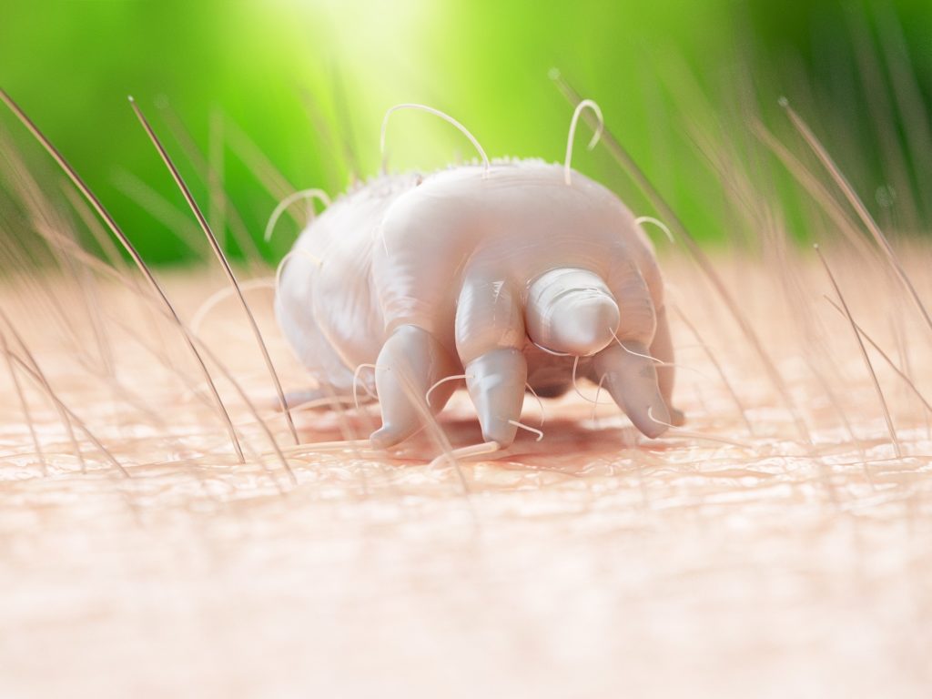 The noticeable increase of scabies: New resistant Form? - Health Worlds ...