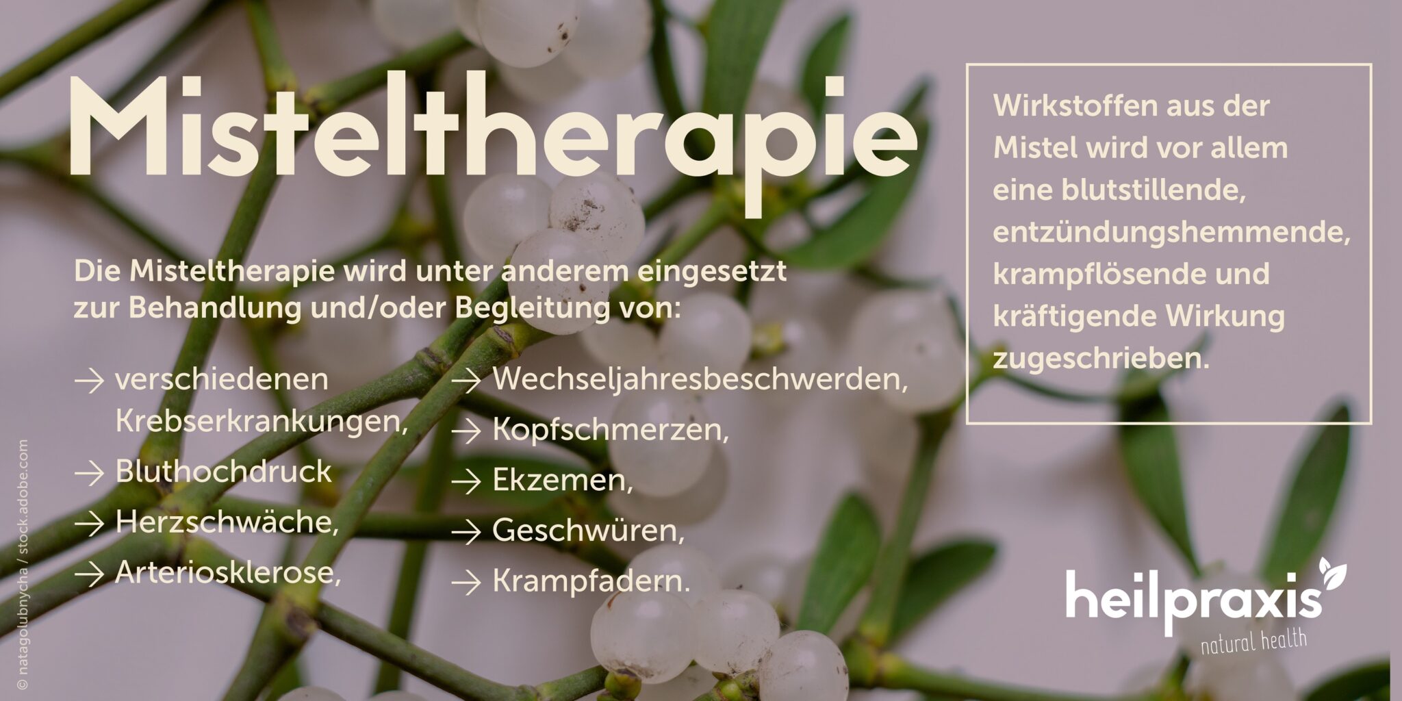 Misteltherapie – Anwendung, Wirkung und Erfahrungen – Heilpraxis