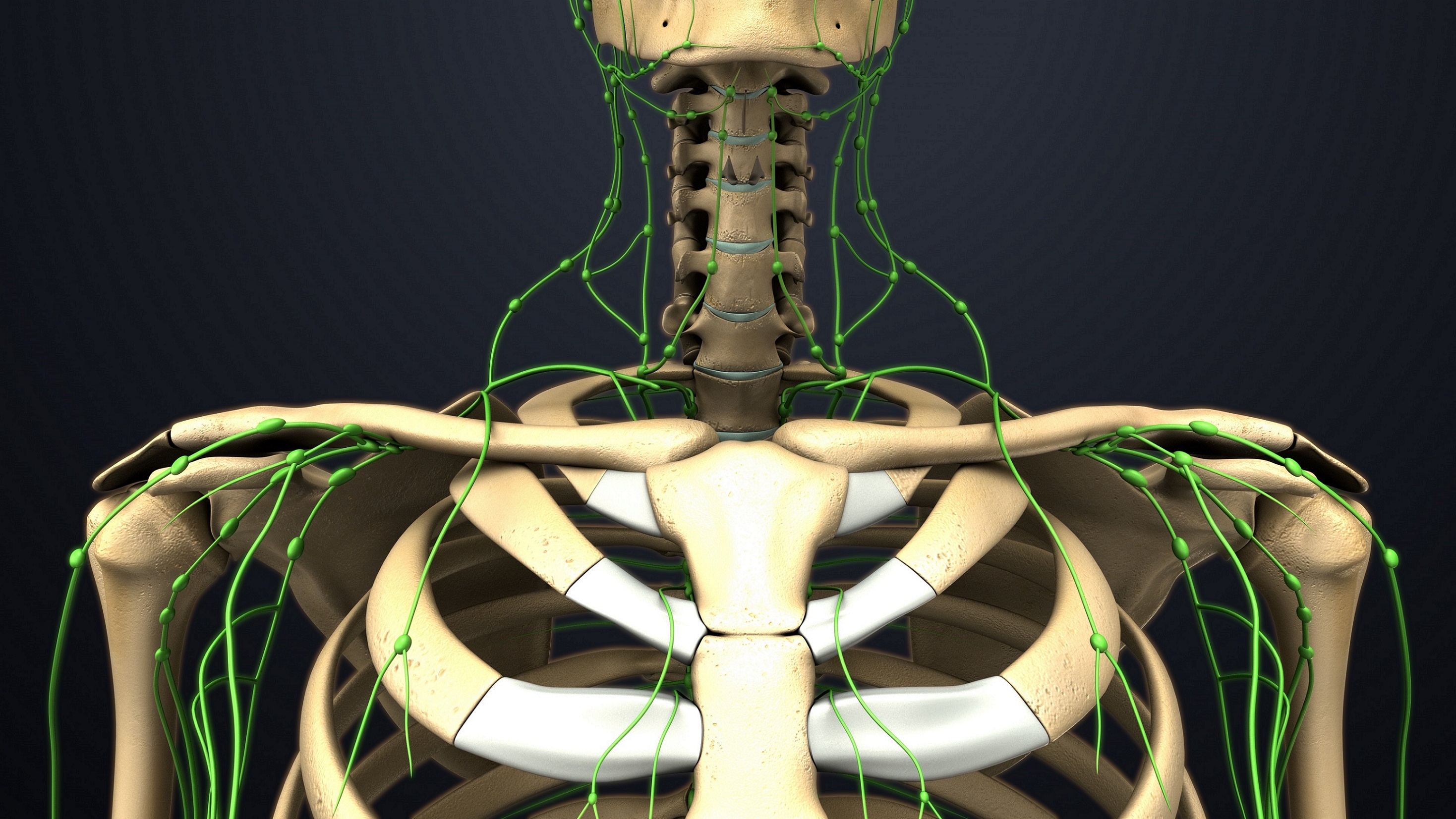 Aufbau Und Funktion Des Lymphsystems