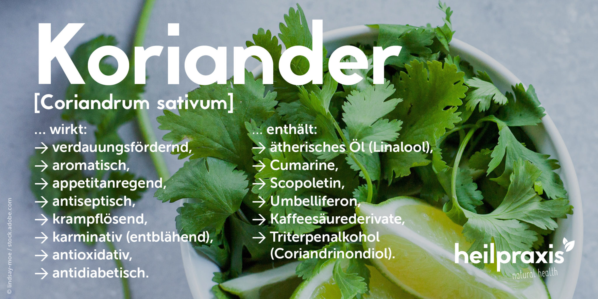 Koriander – Heilwirkung, Anwendung und Anbau – Heilpraxis