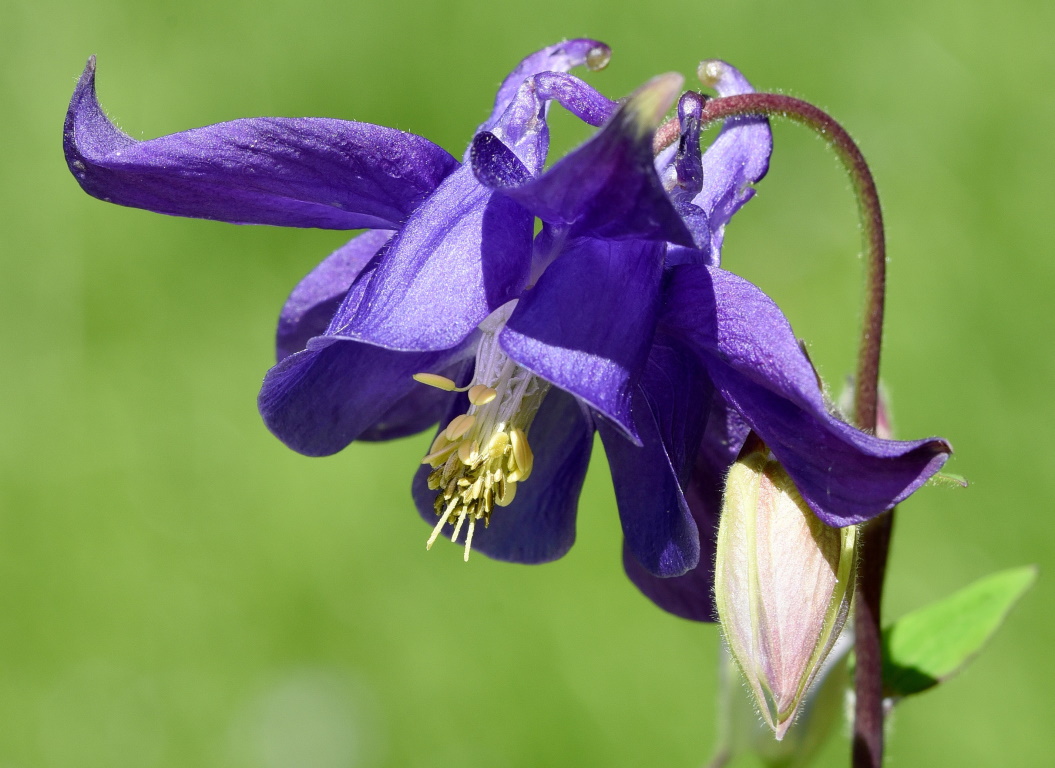 Akelei (Aquilegia vulgaris) – Wirkung und Verwendung – Heilpraxis