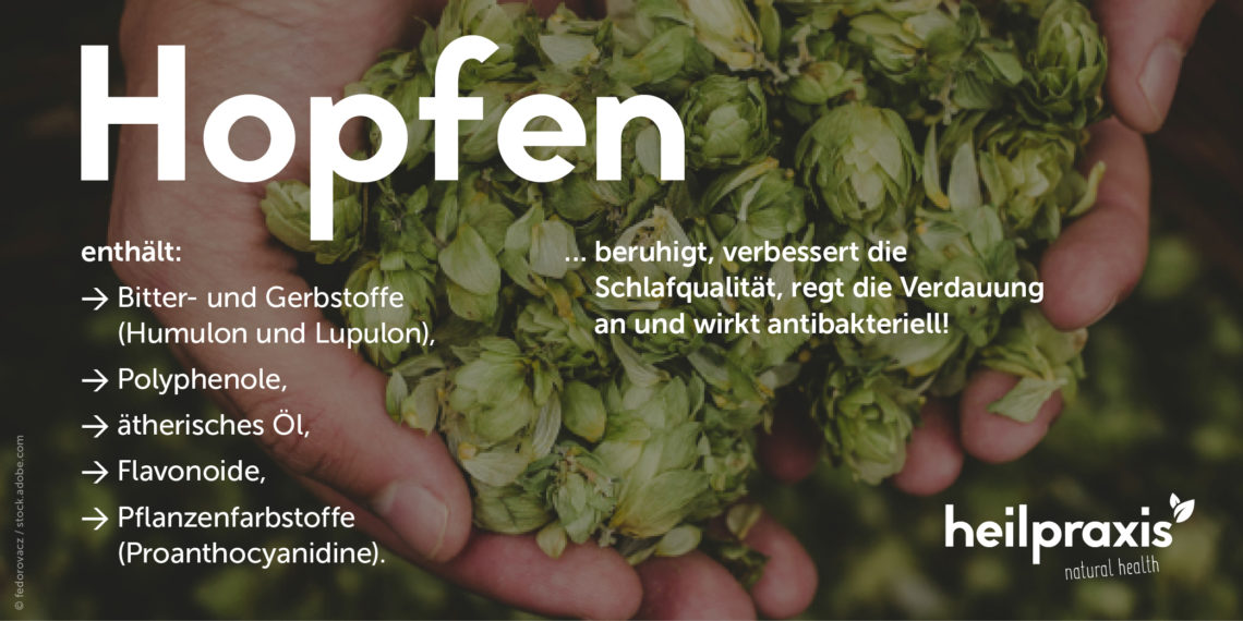 Hopfen (Humulus lupulus) – Verwendung und Wirkung – Heilpraxis