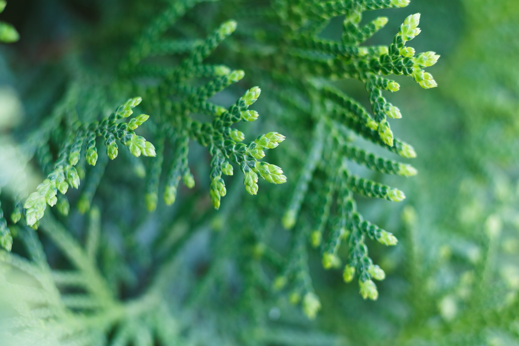 Thuja (Thuja occidentalis) – Anwendung und Wirkung – Heilpraxis