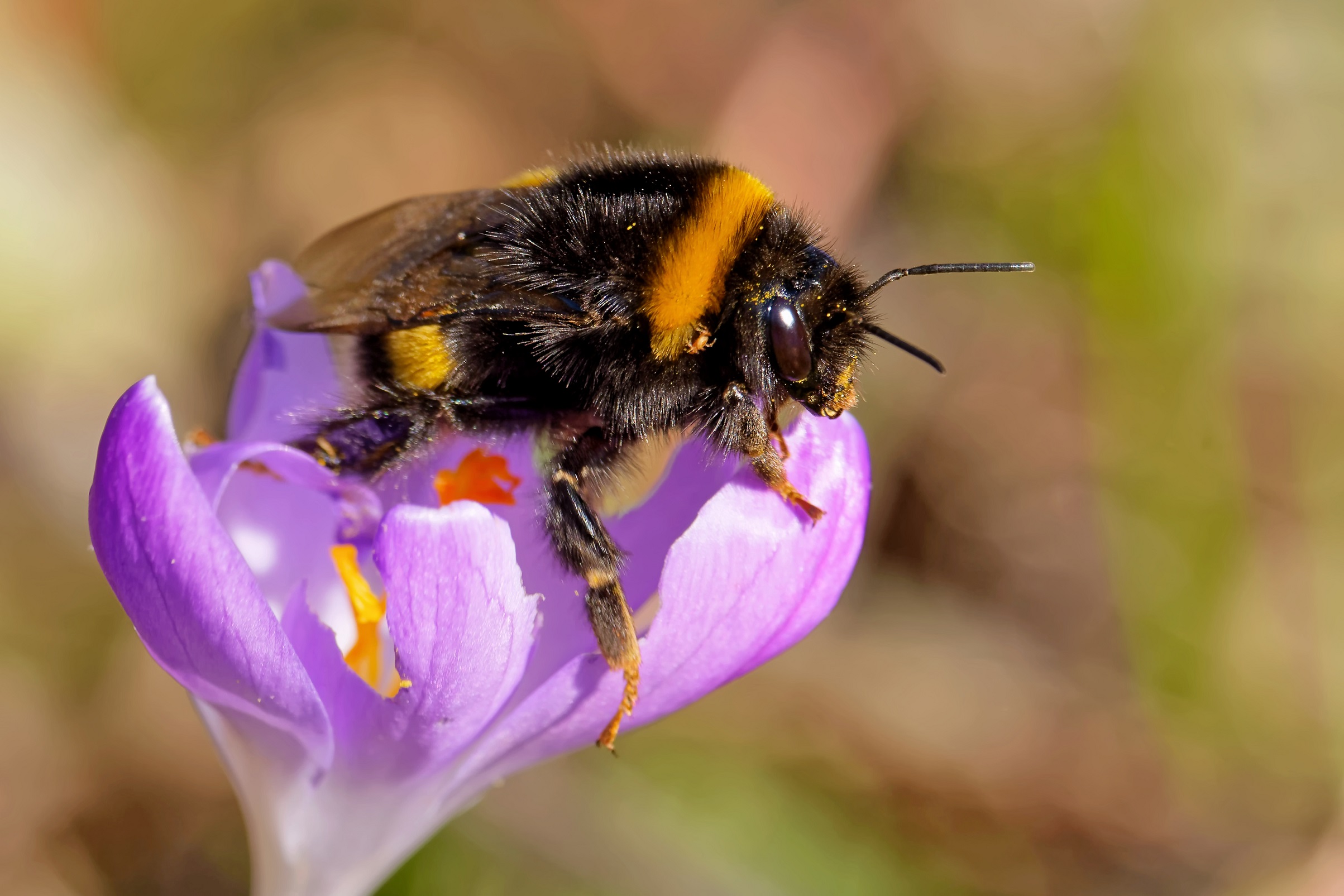 Insektensterben: Warum immer mehr Hummeln verschwinden – Heilpraxis