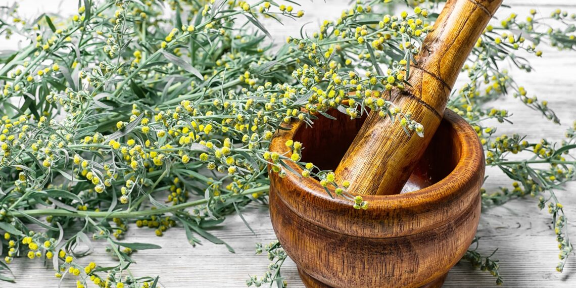 Wunderschone Artemisia Vulgaris Wirkung Bild