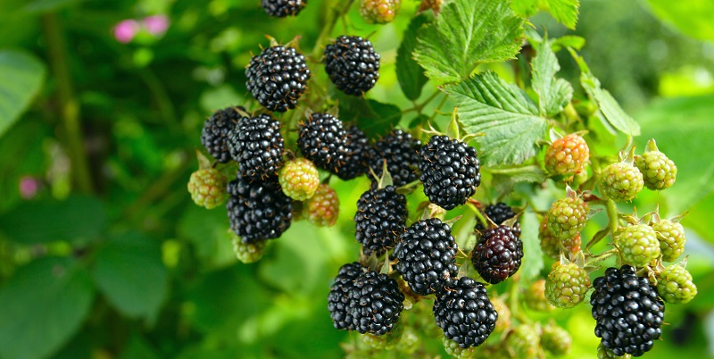 Brombeere (Rubus) – Heilwirkung der Brombeerblätter – Heilpraxis