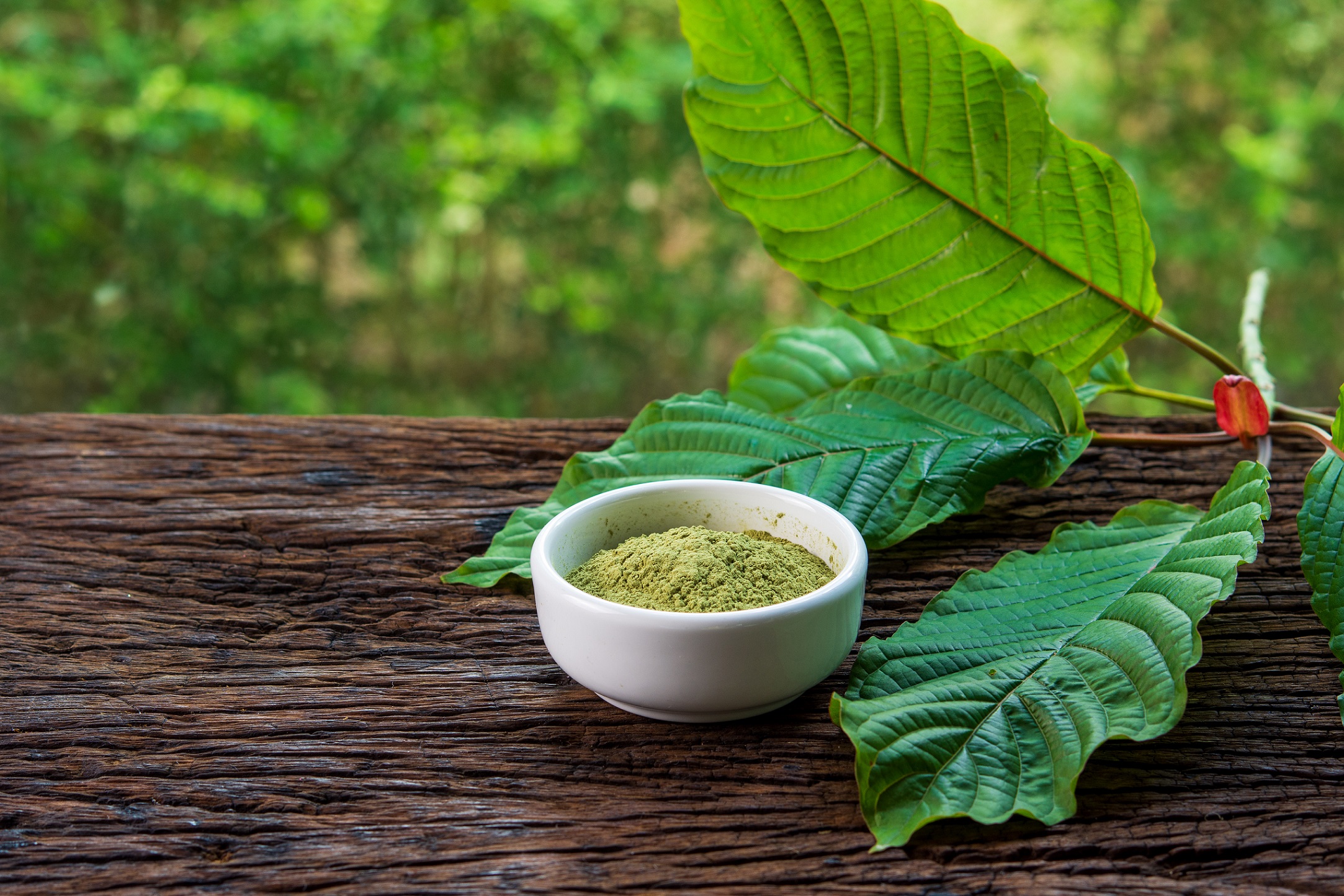 Kratom: Nützliche Heilpflanze oder ein Gesundheitsrisiko? – Heilpraxis Kratom: Nützliche Heilpflanze oder ein Gesundheitsrisiko? – Heilpraxis