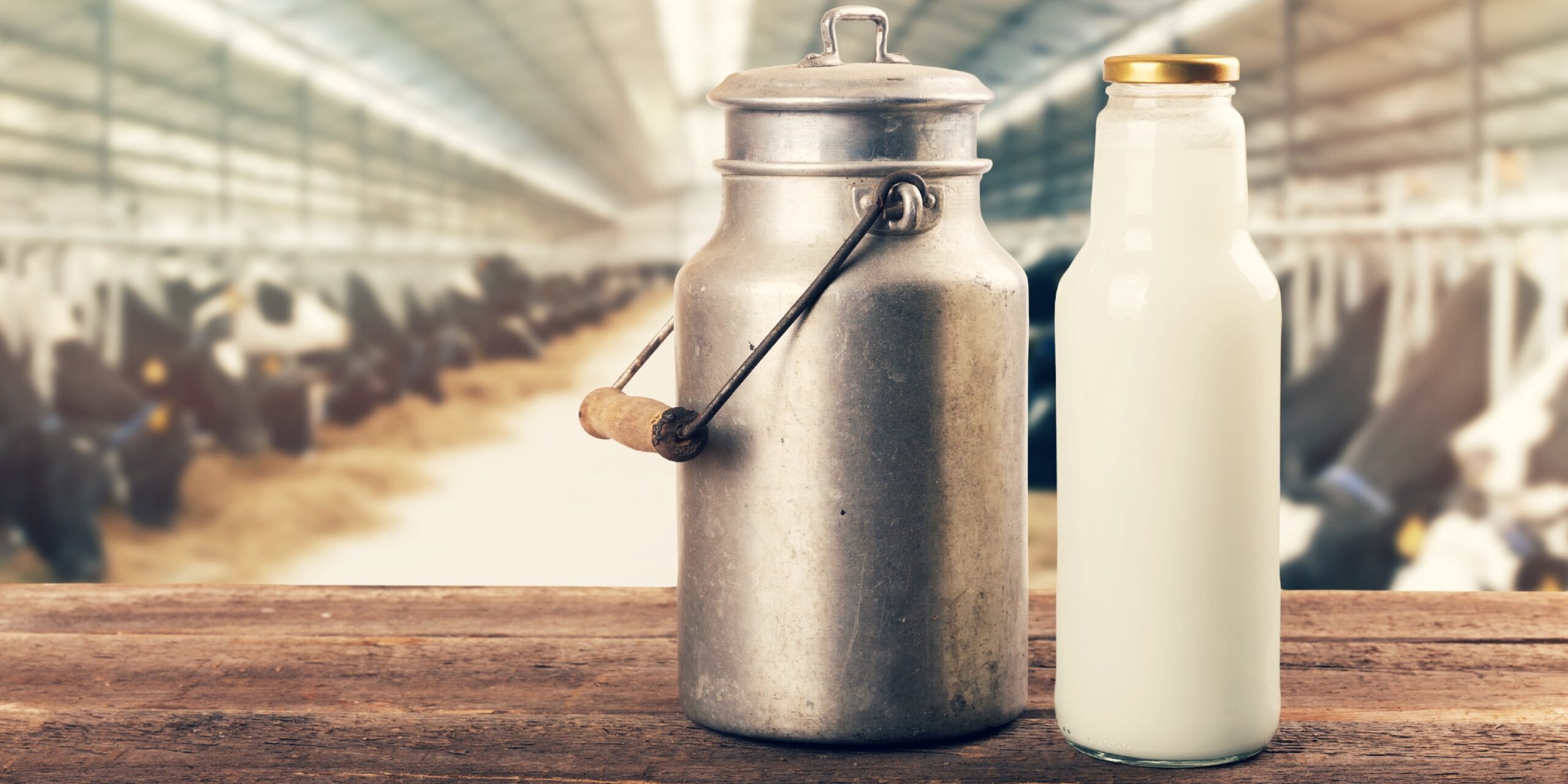 toxische-kuhmilch-gift-aus-ahornbaum-nachgewiesen-heilpraxis