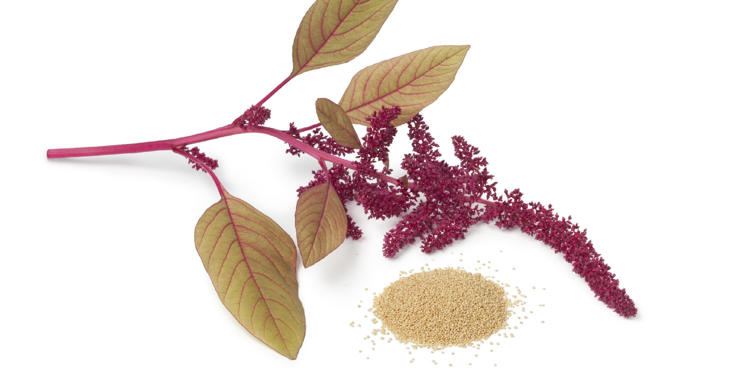 Amarant – Wirkung und Inhaltsstoffe – Heilpraxis