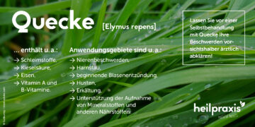 Quecke – Inhaltsstoffe, Wirkung, Anwendung – Heilpraxis