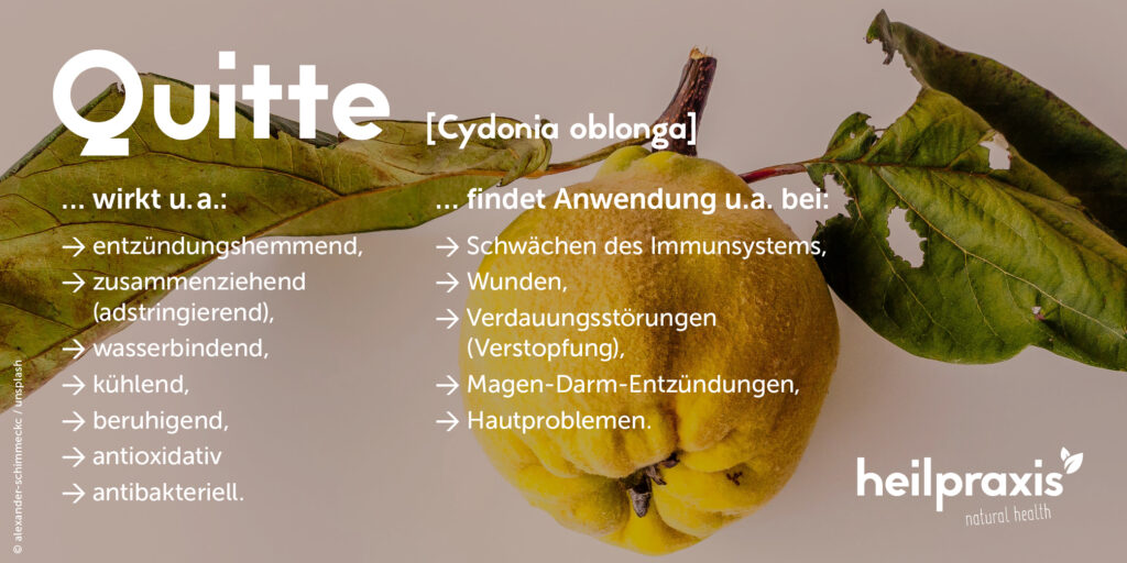 Quitte – Heilwirkungen und Rezepte – Heilpraxis