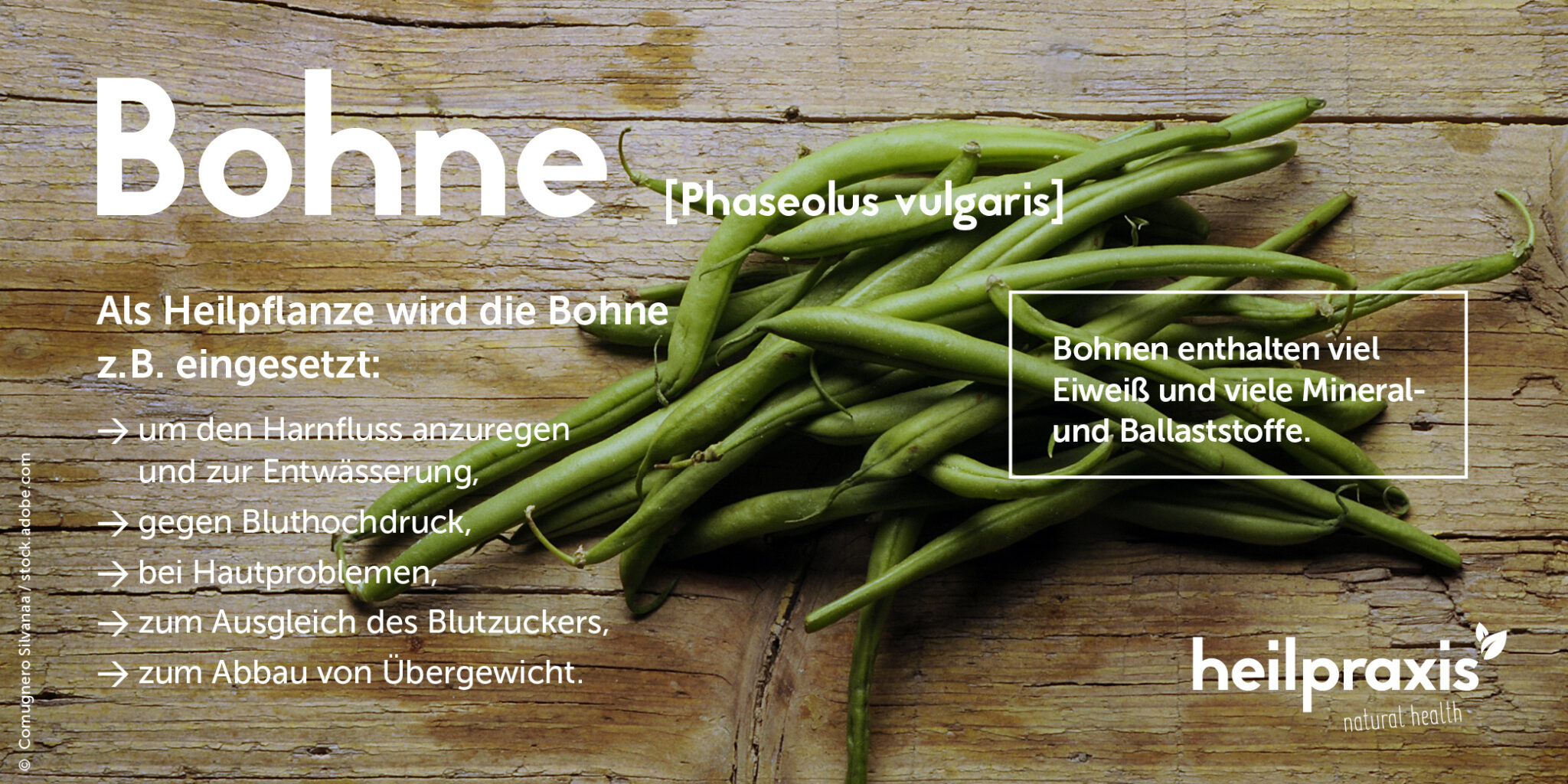 Bohne – Sorten, Wirkung und Rezepte – Heilpraxis