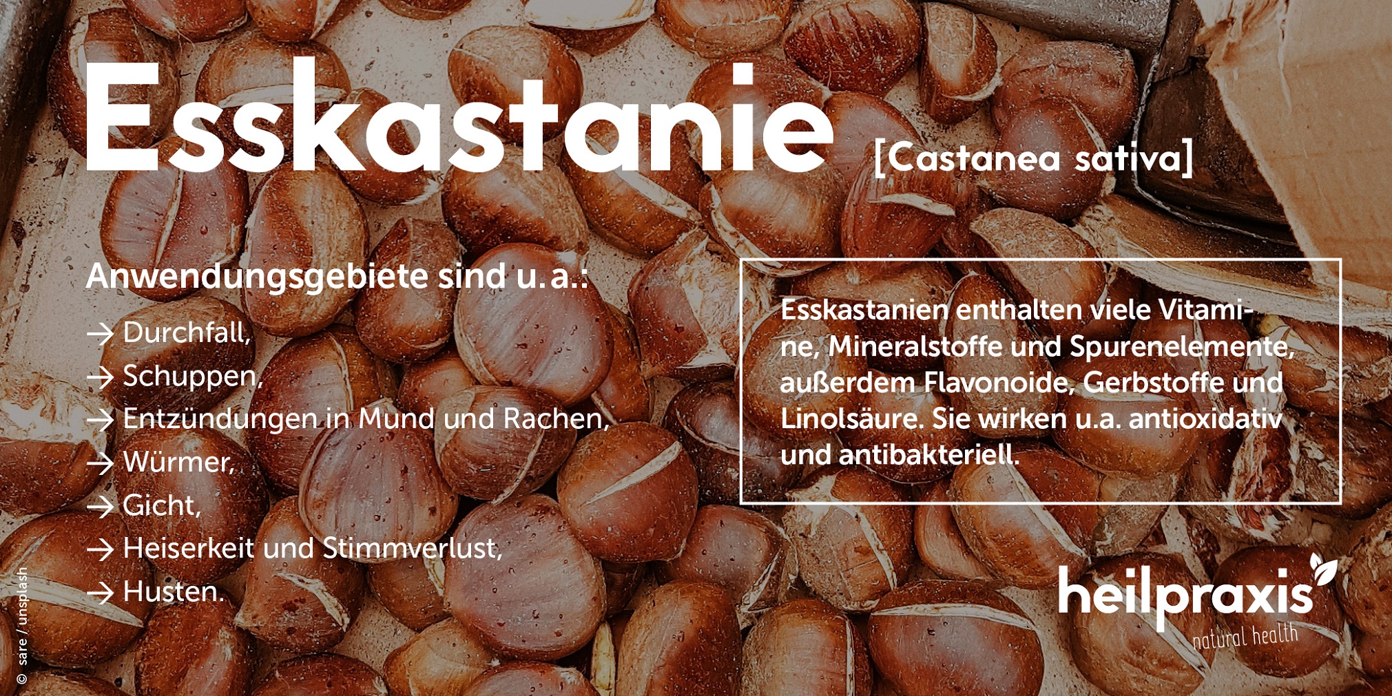 Esskastanie – Inhaltsstoffe, Wirkung und Zubereitung – Heilpraxis