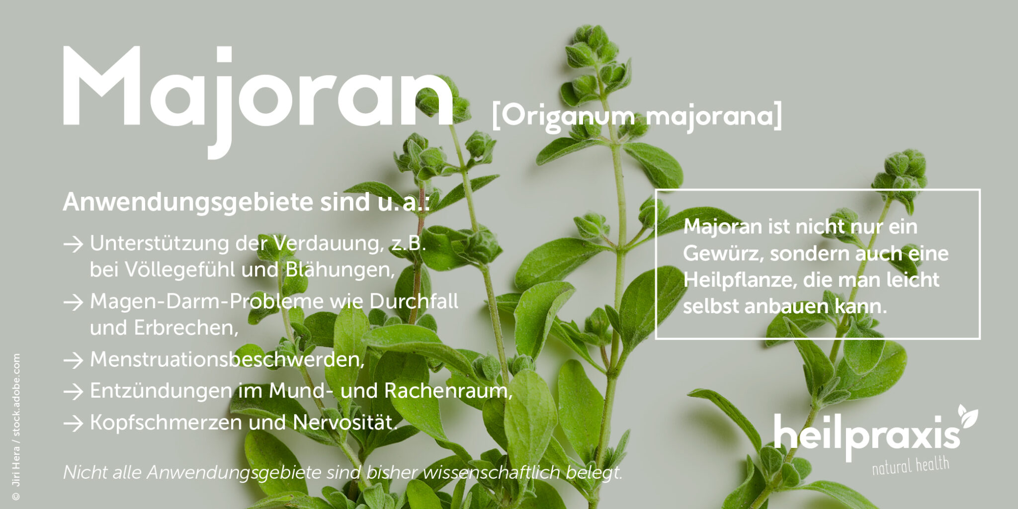 Majoran – Inhaltsstoffe, Wirkung und Anwendung – Heilpraxis