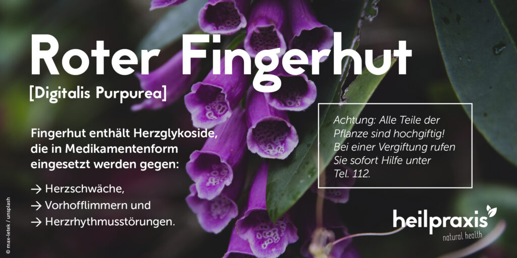 Fingerhut – Inhaltsstoffe, Wirkung und Anwendungsgebiete – Heilpraxis