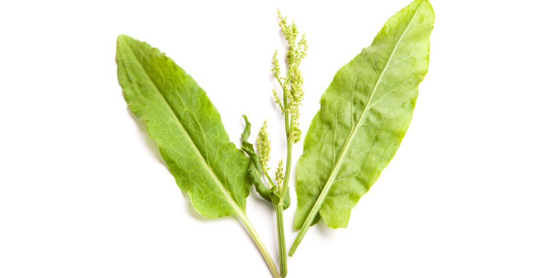 Ampfer: Sauerampfer und Knöterich – Wirkung und Anwendung – Heilpraxis