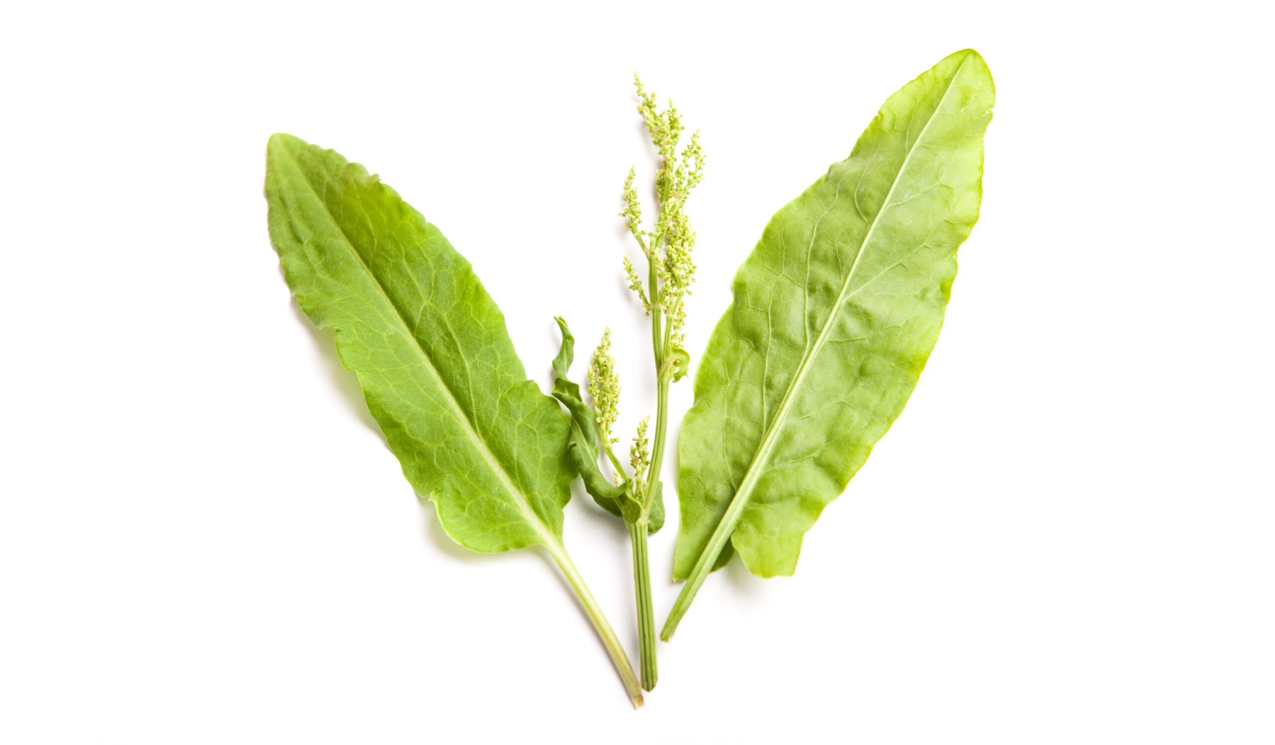 Ampfer: Sauerampfer und Knöterich – Wirkung und Anwendung – Heilpraxis