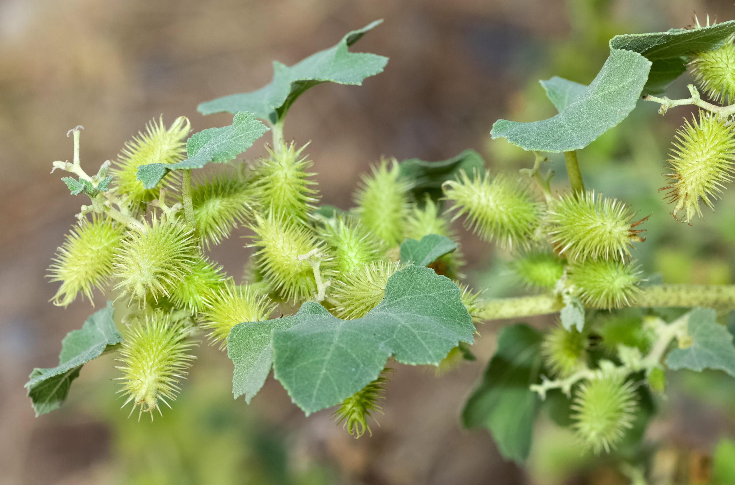 Xanthium – Inhaltsstoffe, Wirkung und Anwendung – Heilpraxis