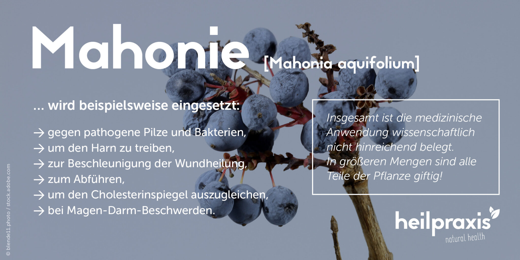 Mahonie – Inhaltsstoffe, Wirkung und Anwendung – Heilpraxis
