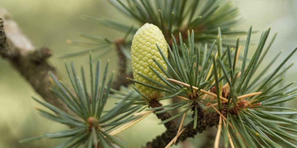 Zedern – Inhaltsstoffe, Anwendung und Wirkung – Heilpraxis