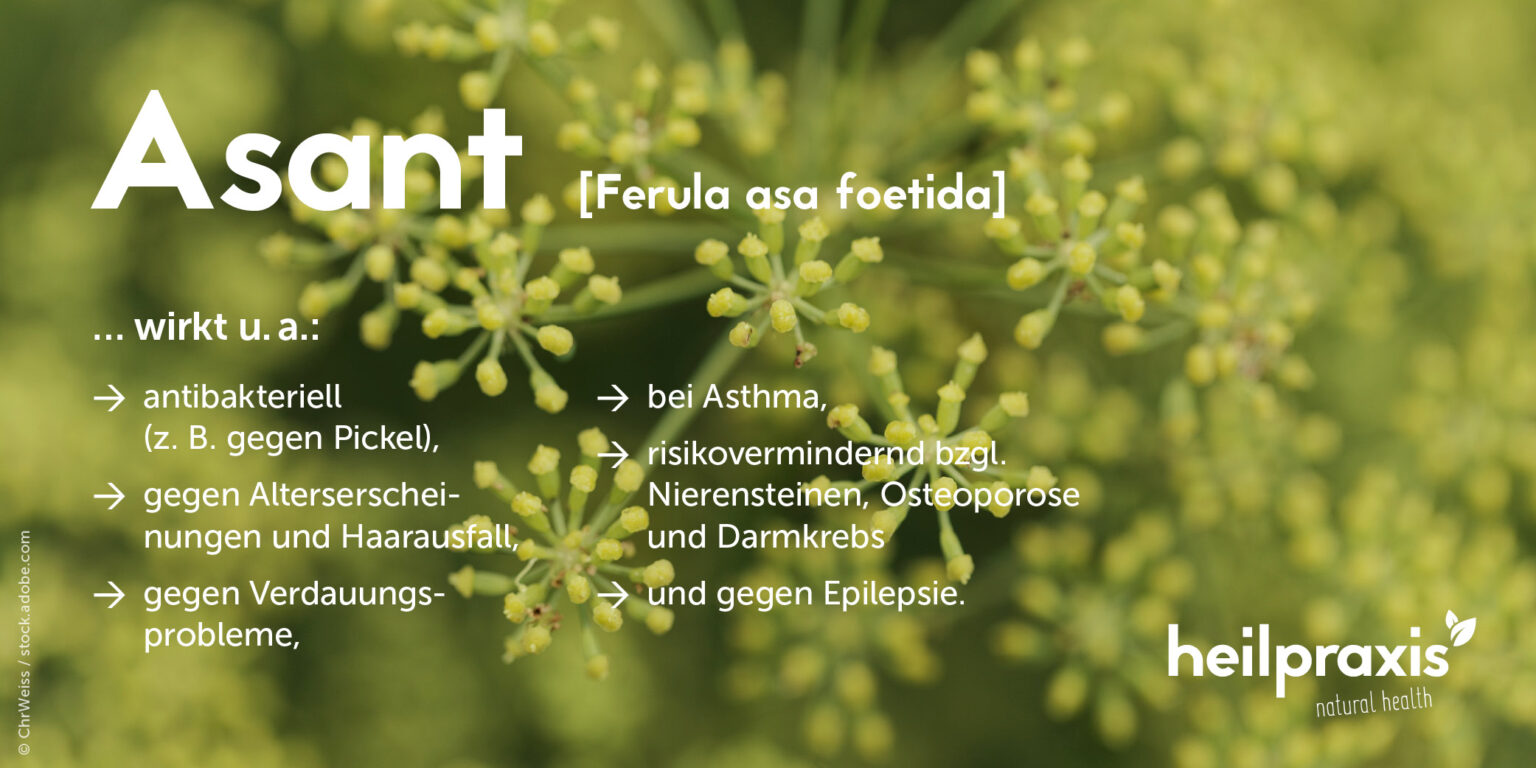 Asant – Inhaltsstoffe, Wirkung und Anwendung – Heilpraxis