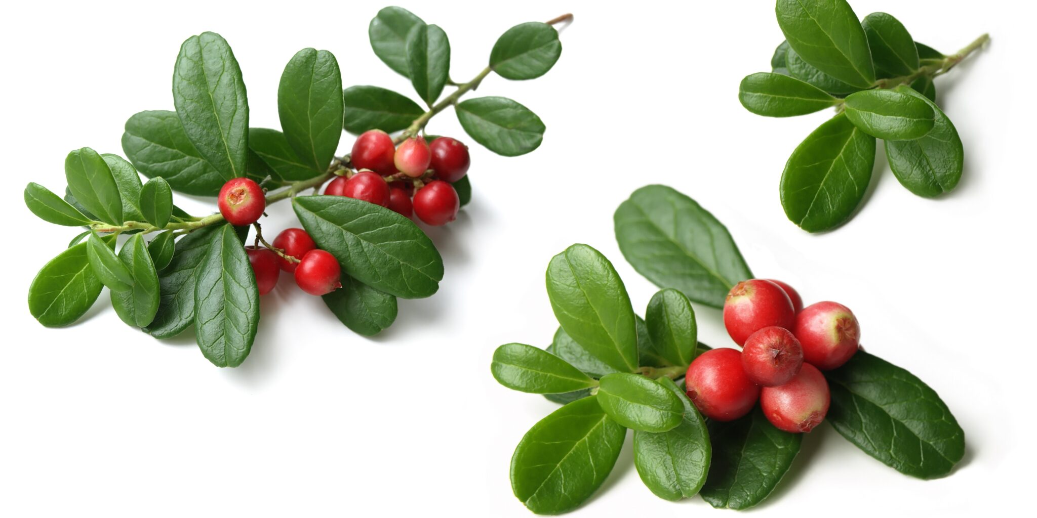 Preiselbeere – Inhaltsstoffe, Wirkung und Anwendung – Heilpraxis