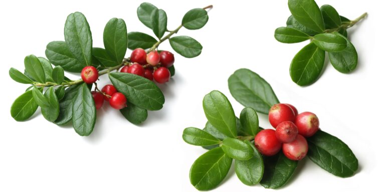 Preiselbeere – Inhaltsstoffe, Wirkung und Anwendung – Heilpraxis