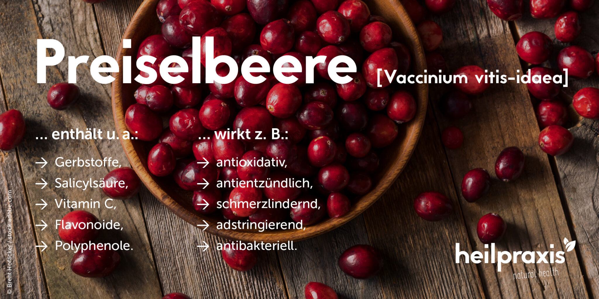 Preiselbeere – Inhaltsstoffe, Wirkung und Anwendung – Heilpraxis