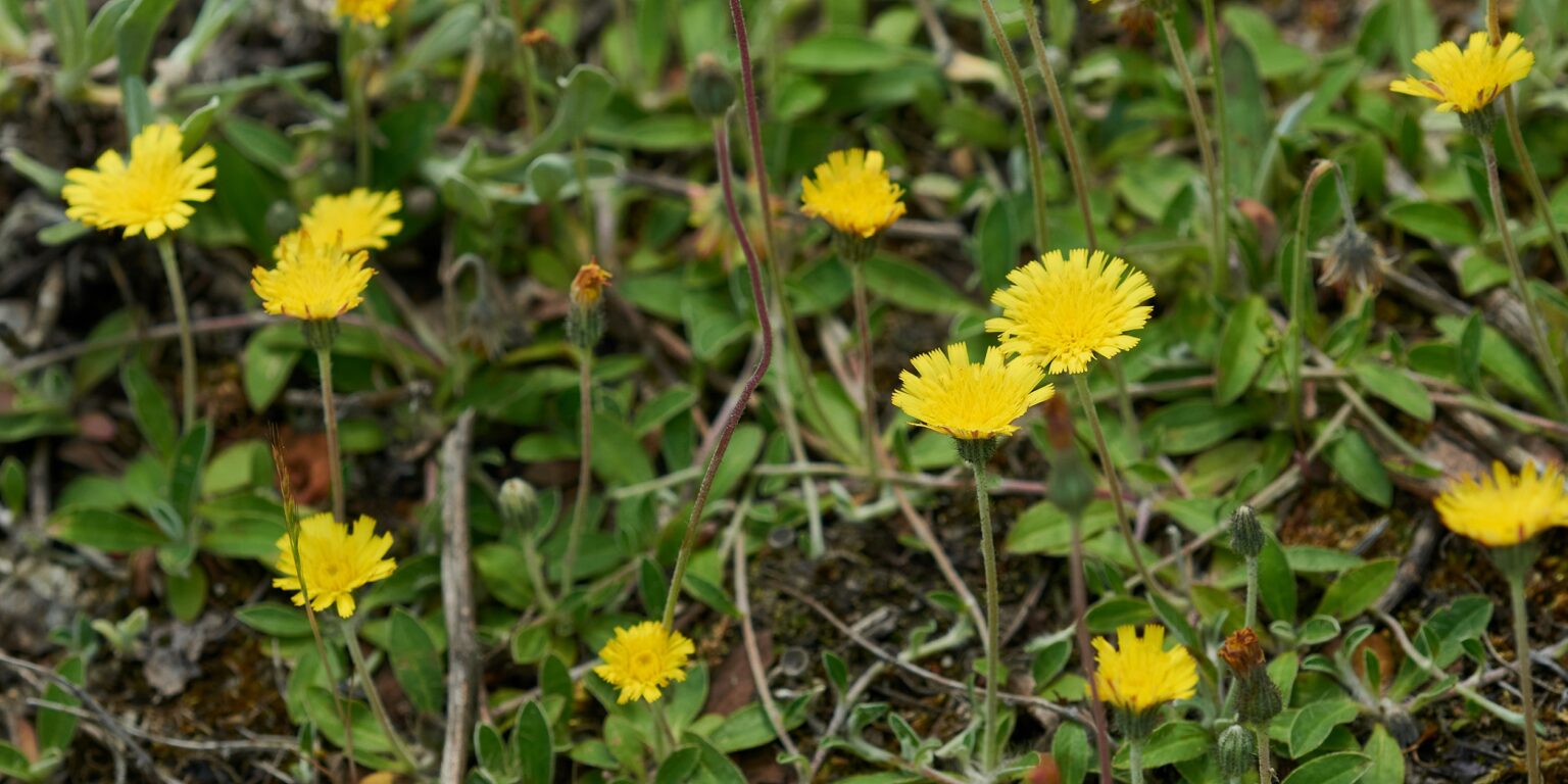 Habichtskraut – Inhaltsstoffe, Wirkung und Anwendung – Heilpraxis