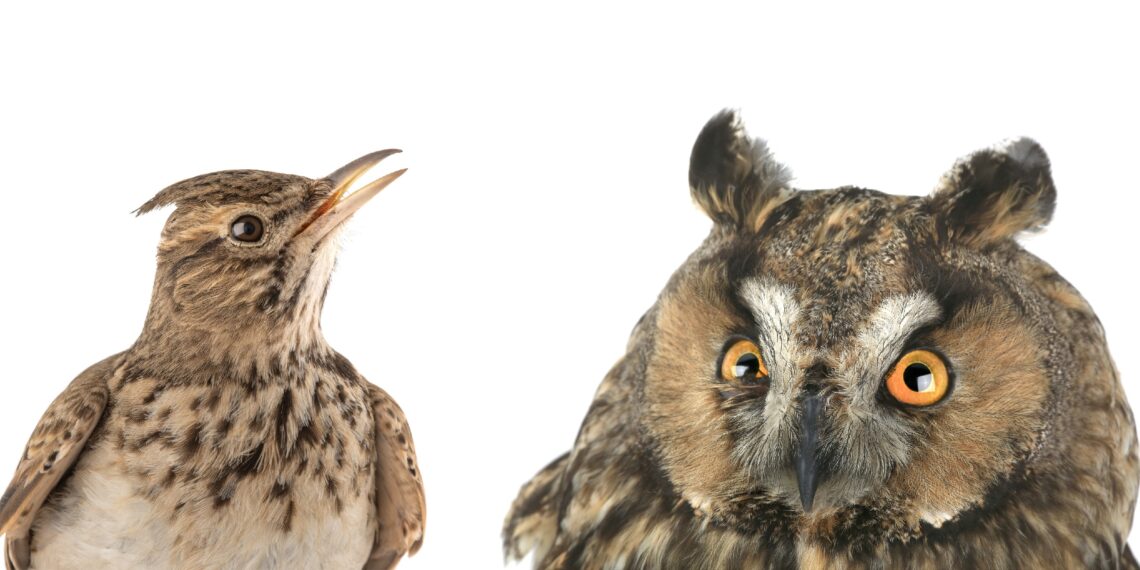 Frühaufsteher oder Nachteule – hat der Chronotyp Auswirkungen auf die ...