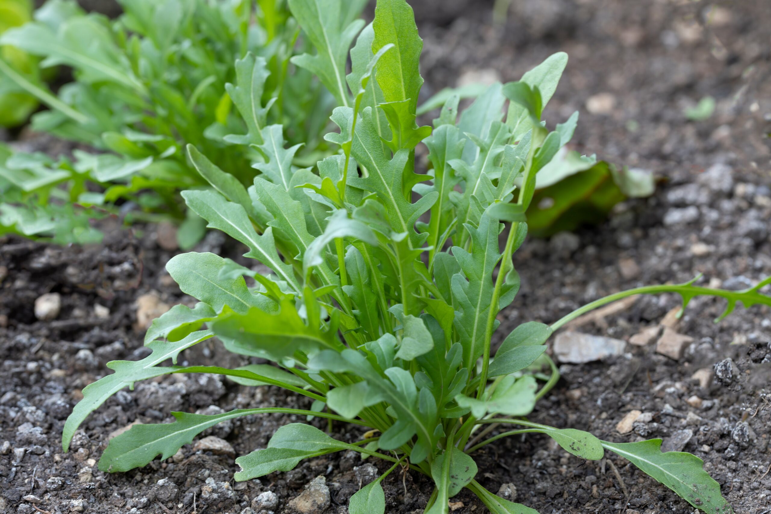 Ernährung: So gesund ist Rucola – Heilpraxis