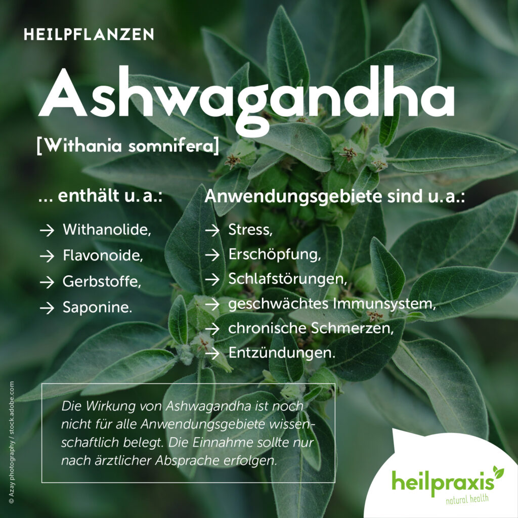 Ashwagandha – Wirkung und Anwendung – Heilpraxis
