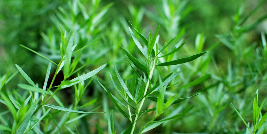 Estragon – Inhaltsstoffe, Wirkung und Anwendung – Heilpraxis