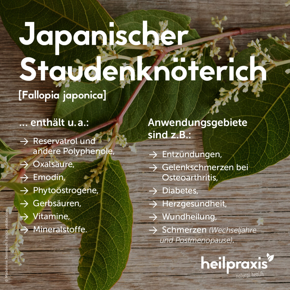 Japanischer Staudenknöterich – Inhaltsstoffe, Wirkung und Anwendung ...