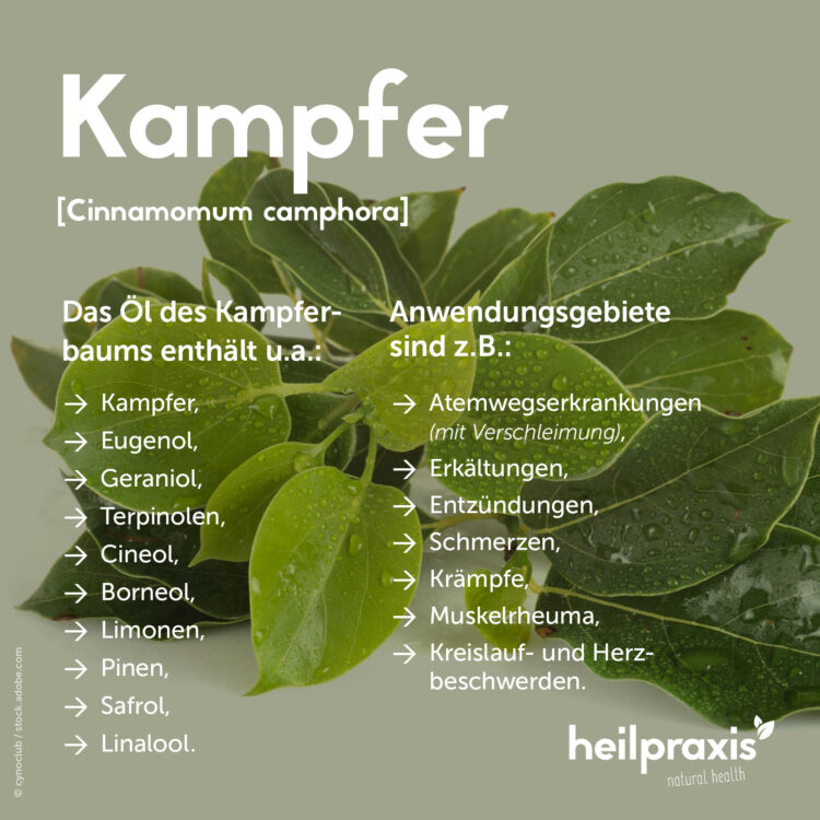 Kampfer / Kampferbaum – Inhaltsstoffe, Wirkung und Anwendung – Heilpraxis