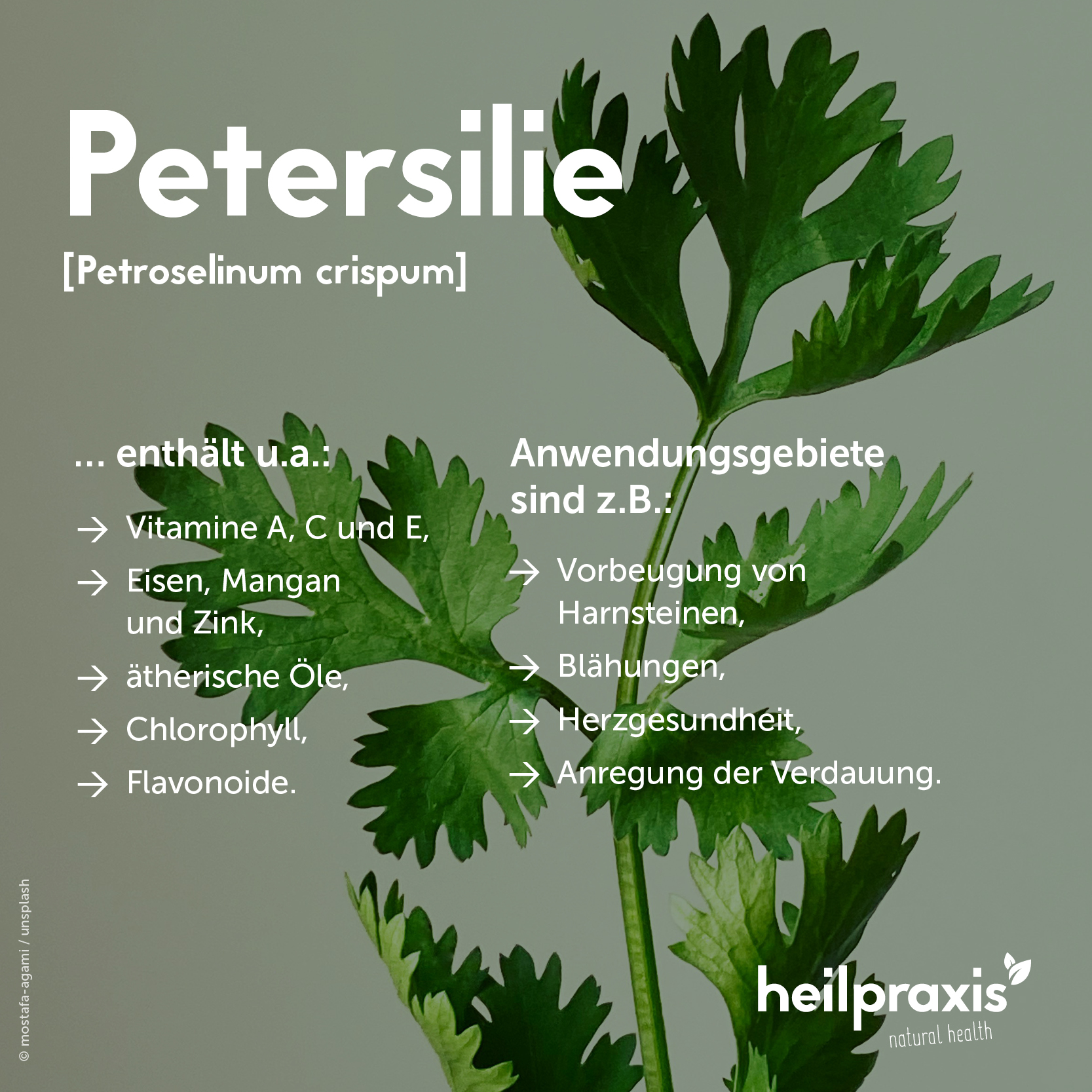 Petersilie und Petersilienwurzel – Heilpraxis