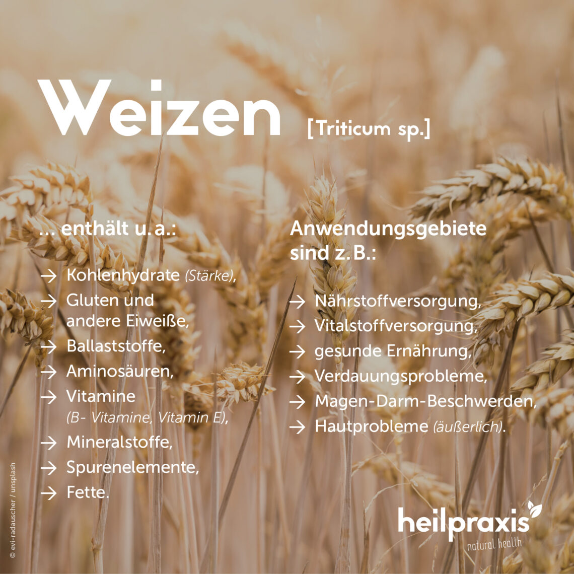 Weizen – Inhaltsstoffe, Wirkung und Anwendung – Heilpraxis