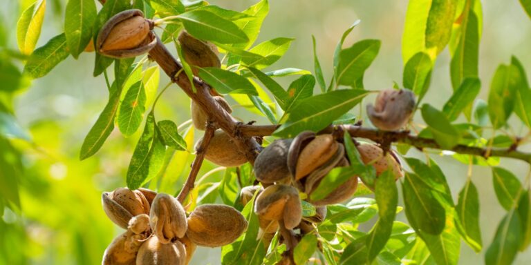 Mandelbaum – Inhaltsstoffe, Wirkung und Anwendung – Heilpraxis