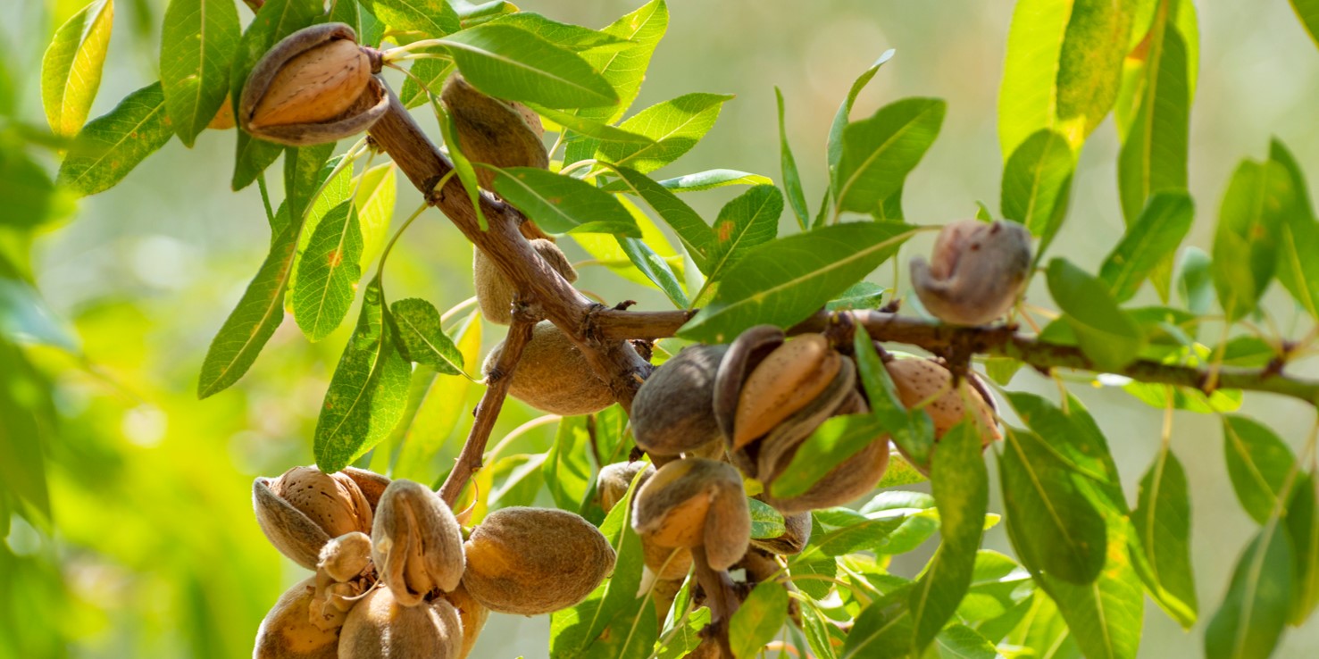 Mandelbaum – Inhaltsstoffe, Wirkung und Anwendung – Heilpraxis