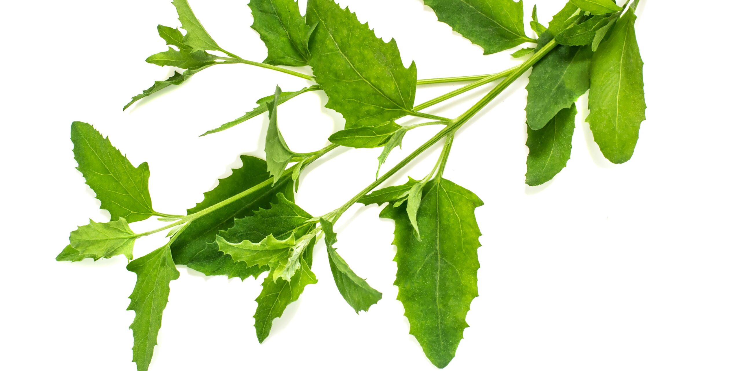 Melde – Inhaltsstoffe, Wirkung und Anwendung – Heilpraxis