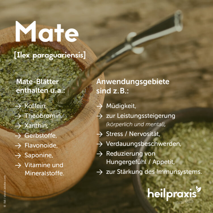 Mate-Tee / Mate – Inhaltsstoffe, Wirkung und Anwendung – Heilpraxis