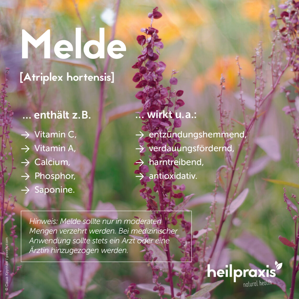 Melde – Inhaltsstoffe, Wirkung und Anwendung – Heilpraxis